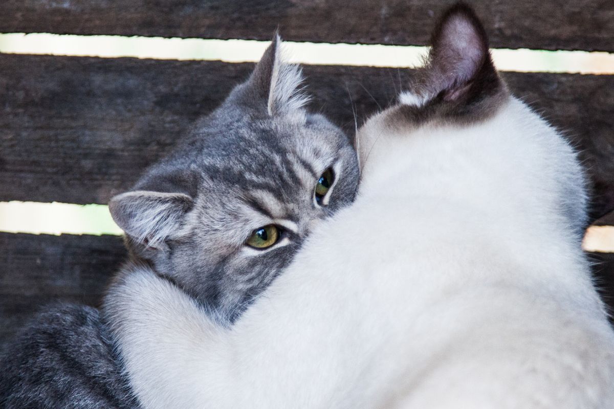 The Finchley Vet Gallery | Vet Clinic In Finchley, London, N12 0DY