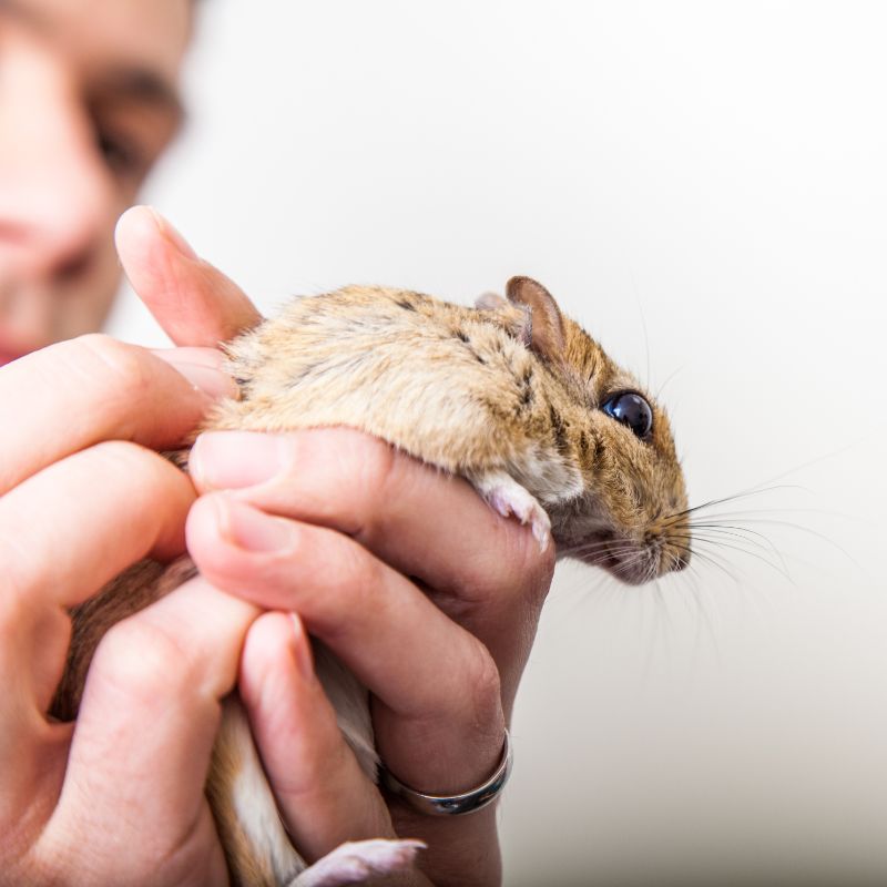 Veterinary Appointment In London, UK N12 0DY | The Finchley Vet