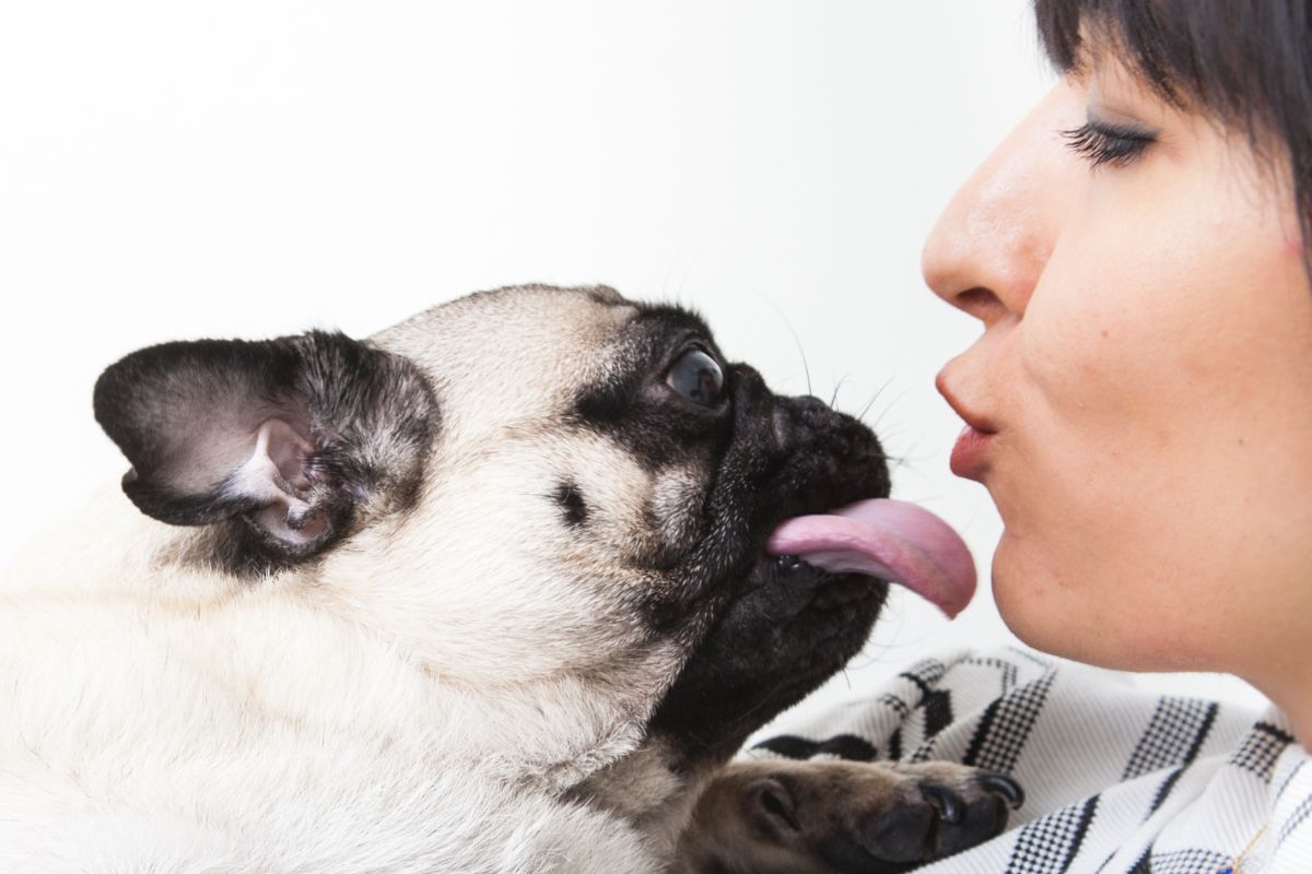 Finchley, London, N12 0DY Veterinary Jobs | The Finchley Vet