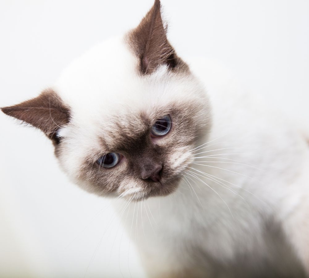 Cat Fleas | The Finchley Vet