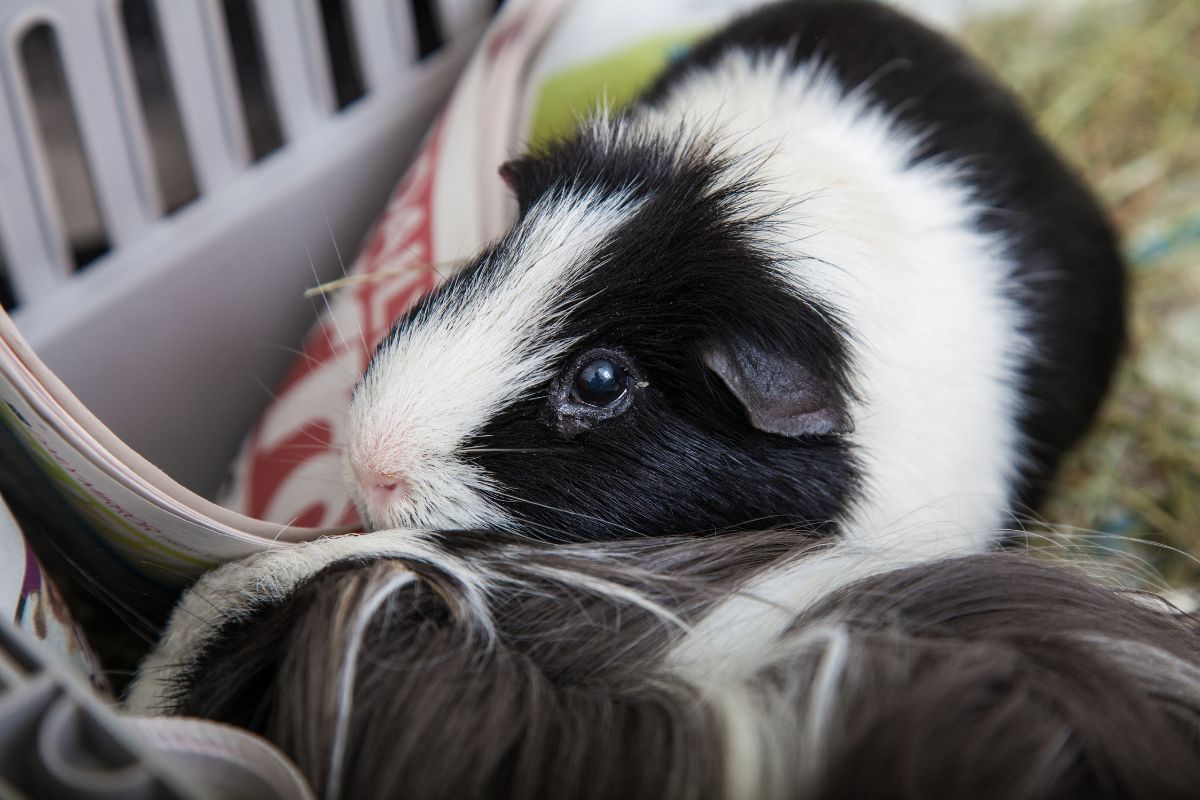 Finchley Pet Directory | The Finchley Vet