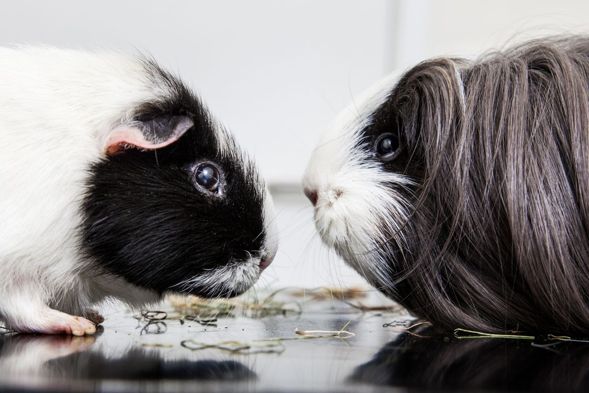 Veterinarian Reviews Finchley, London N12 0DY|Finchley Vet