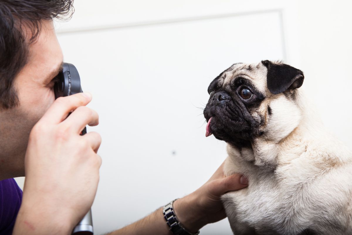 Finchley, London, N12 0DY Veterinary Services | Finchley Vet